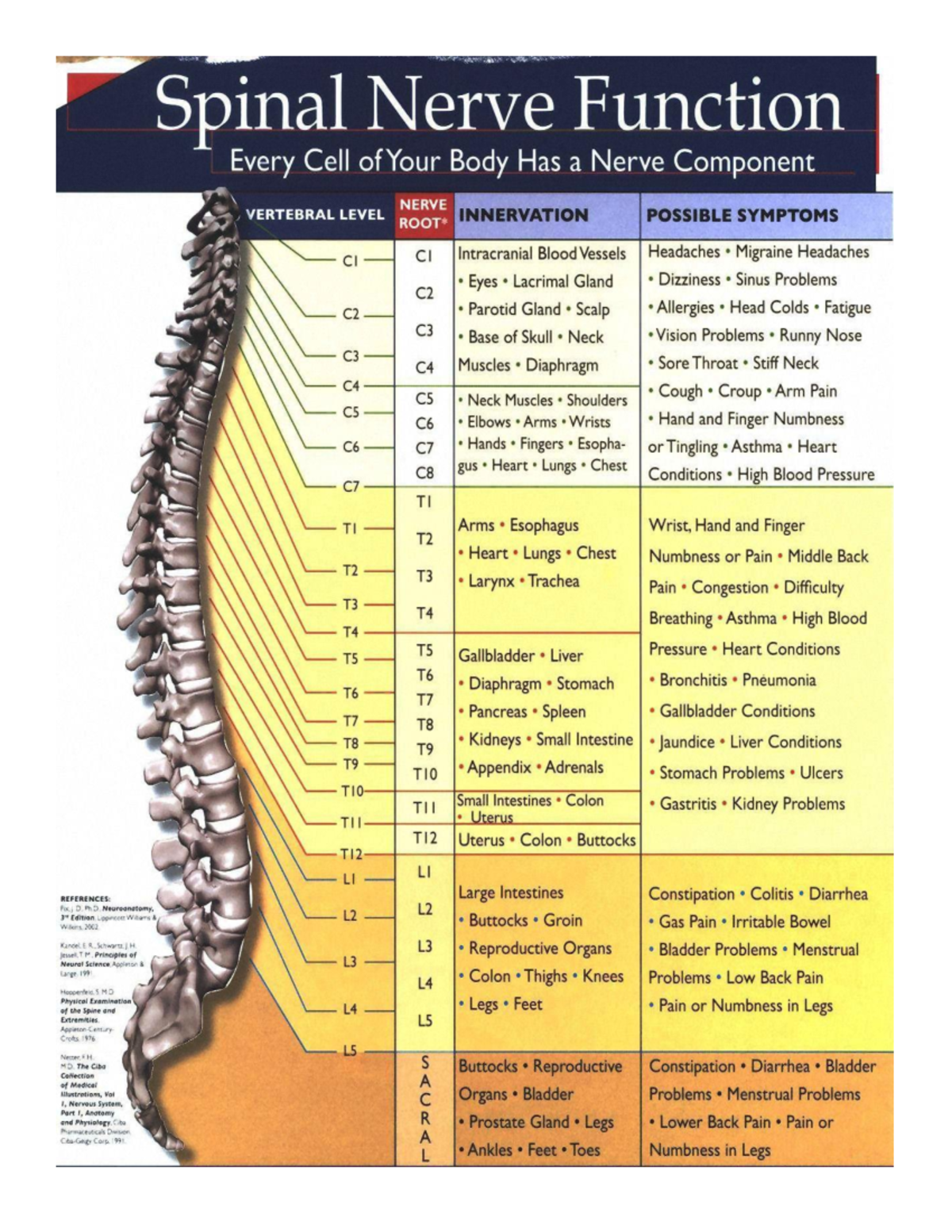 Spinal Nerves Picture - notes - NUR 205 - Studocu