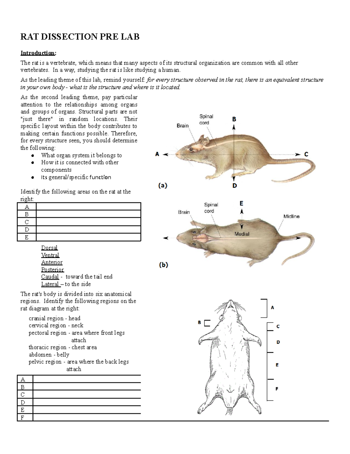 Bilal Quamine Rat Dissection Pre Lab RAT DISSECTION PRE LAB
