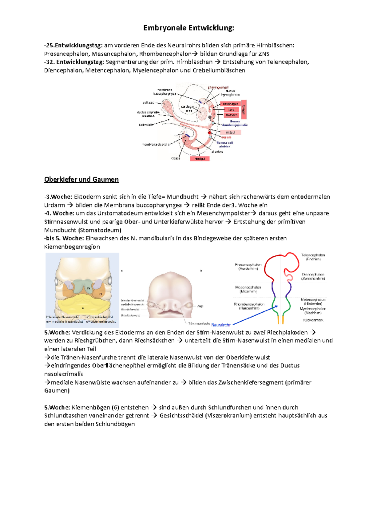 1 Embryonale Entwicklung - Embryonale Entwicklung: -25: am vorderen ...