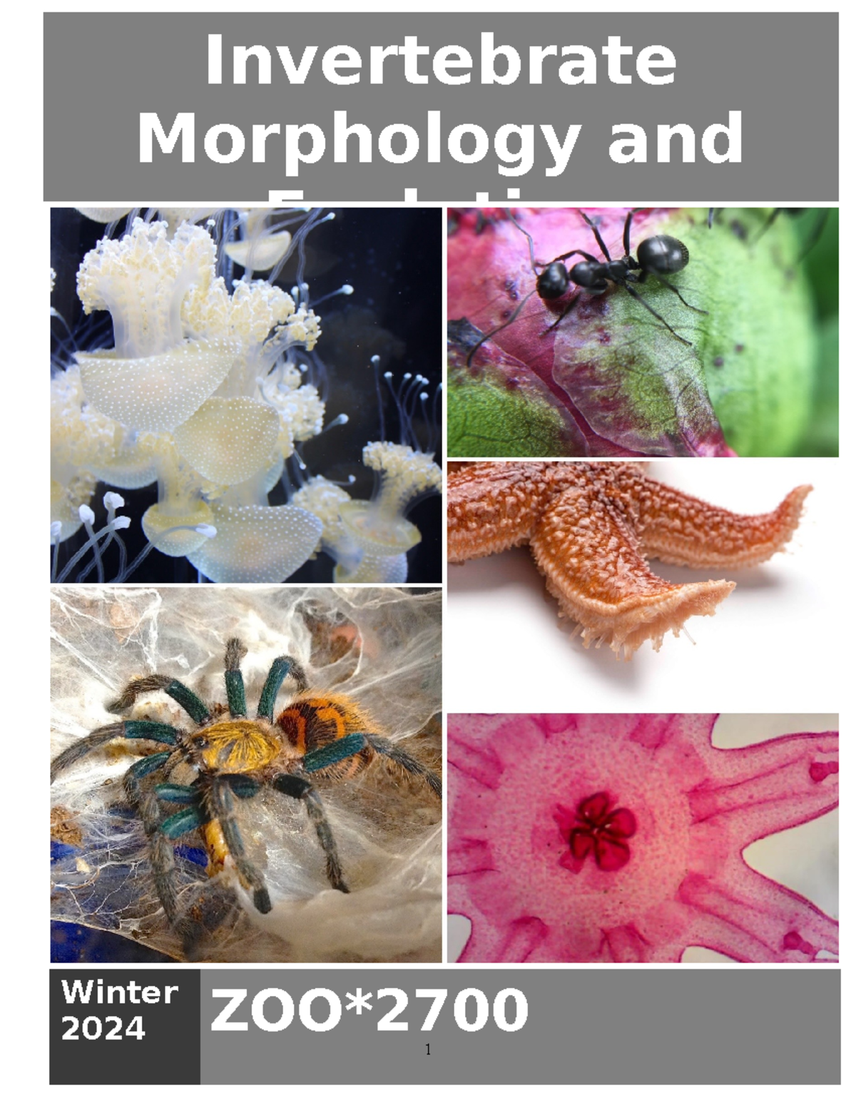 Lab 1 - lab 1 - Invertebrate Morphology and Evolution ZOO* Winter 2024 ...