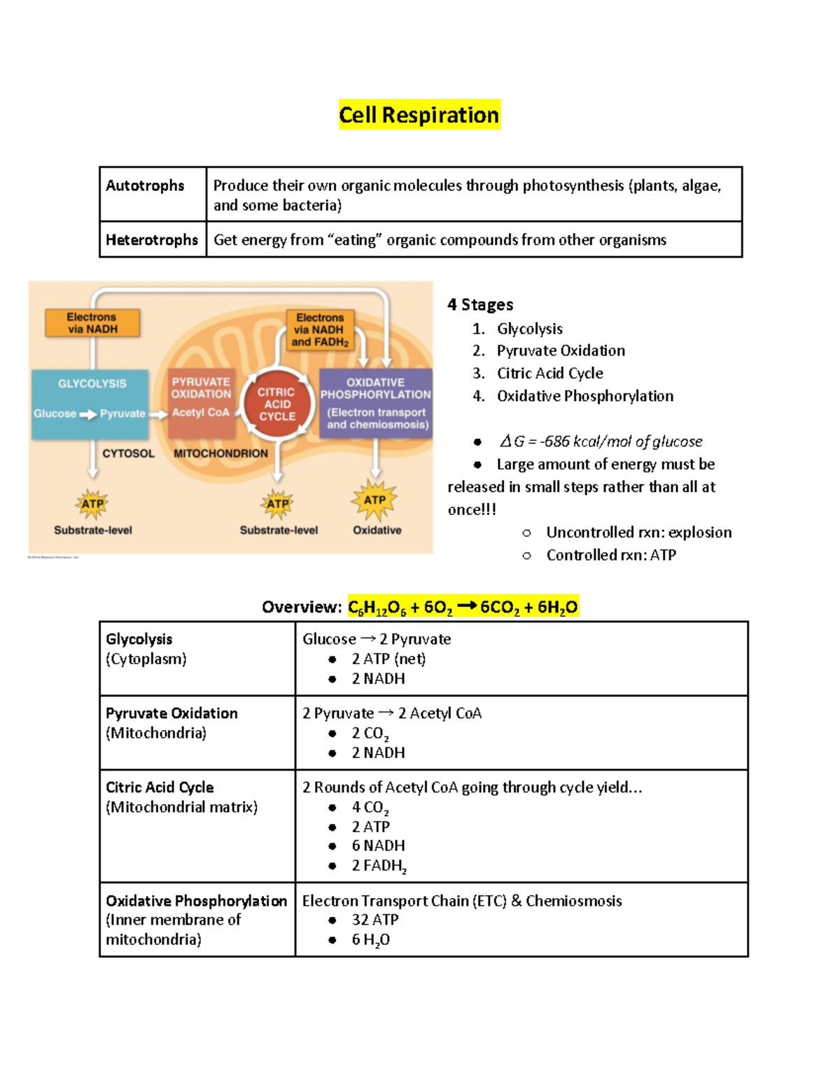Module 6 cell respiration notes - Cell Respiration Autotrophs Produce ...