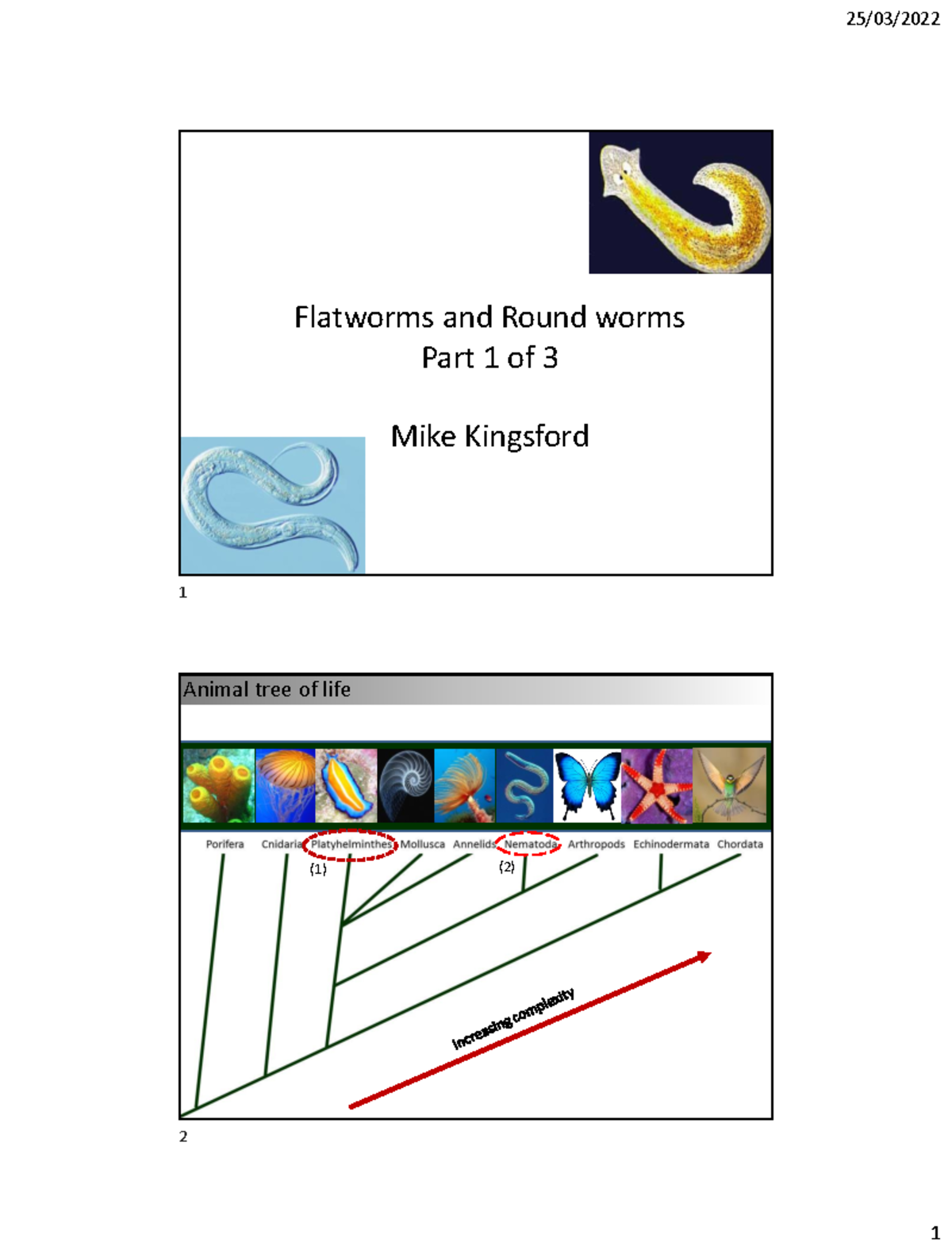 Platyhelminthes & nematode lecture slides - Flatworms and Round worms ...