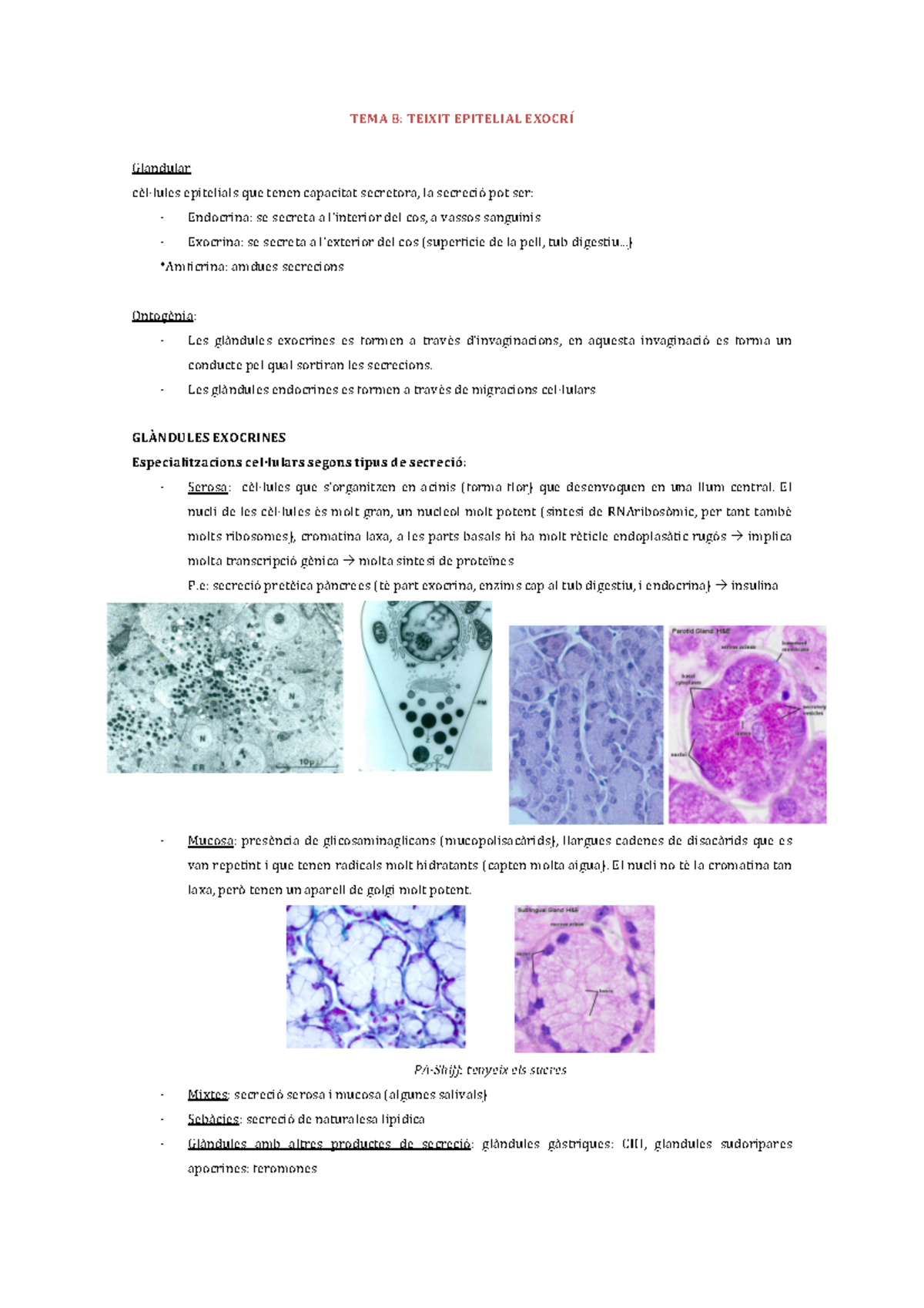 Teixit epitelial exocrí - TEMA 8: TEIXIT EPITELIAL EXOCRÍ Glandular cèl ...