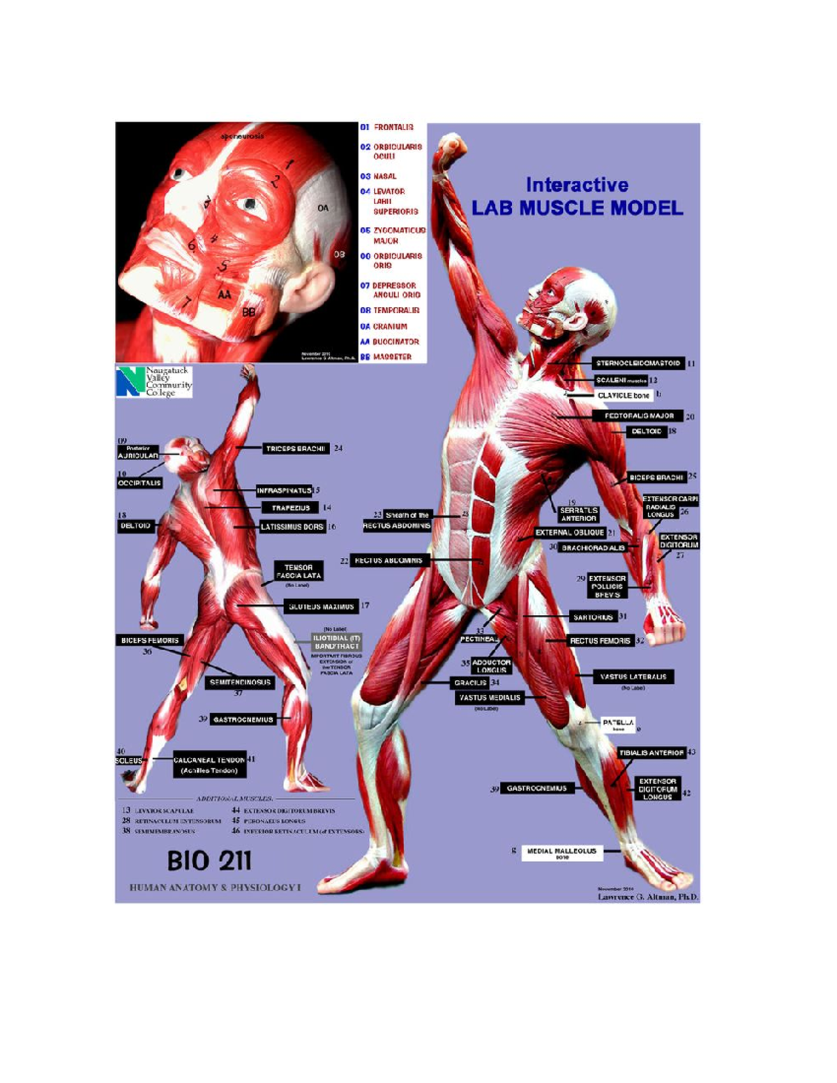 Muscle model - BIO 120 - Studocu