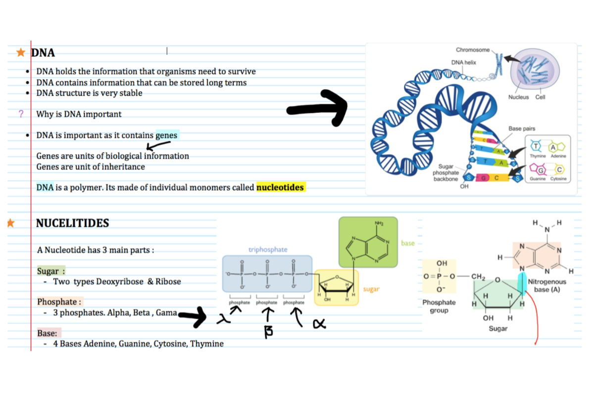 Intro to DNA structure - BIOL10221 - Studocu