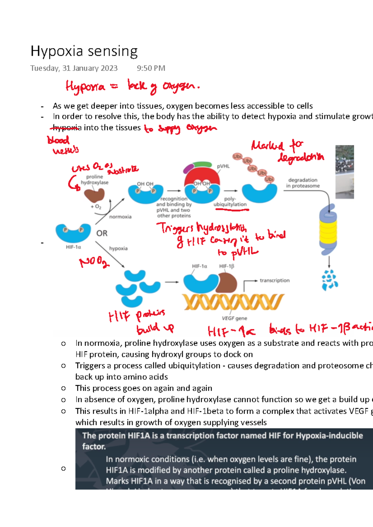 Hypoxia sensing - Hypxoia - As we get deeper into tissues, oxygen ...