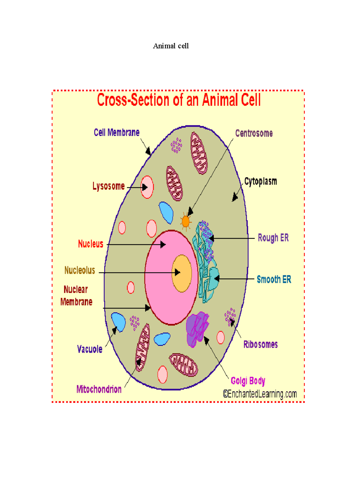 Animal Cell OHP - helpful to understand - Animal cell - Studocu