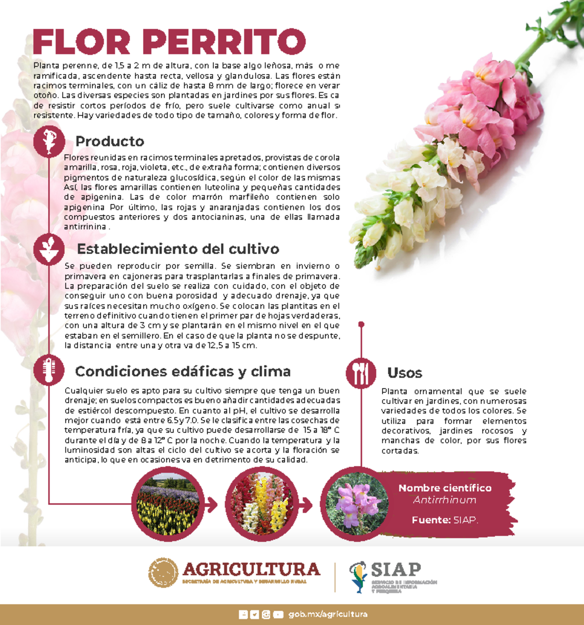 Flor perrito mexicana - Producto Establecimiento del cultivo FLOR ...