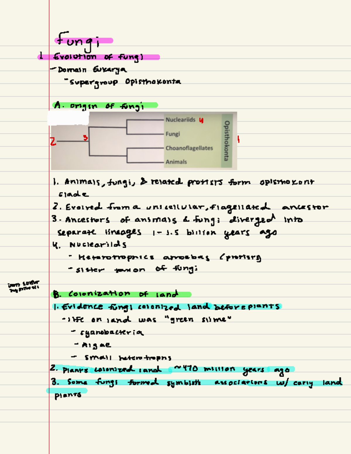 Fungi Lecture Notes - I. fungi Evolution Domain A. fungi of Eukarya ...