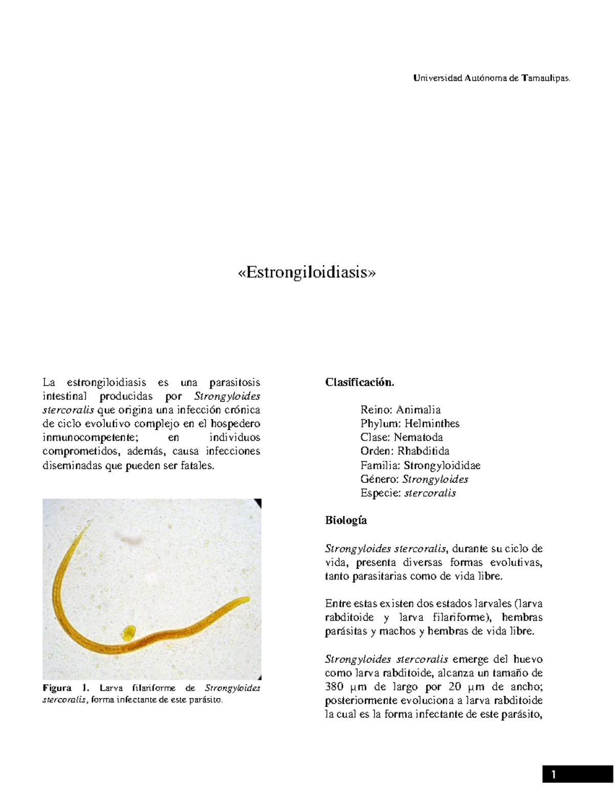 Estrongiloidiasis - Universidad Autónoma de Tamaulipas ...