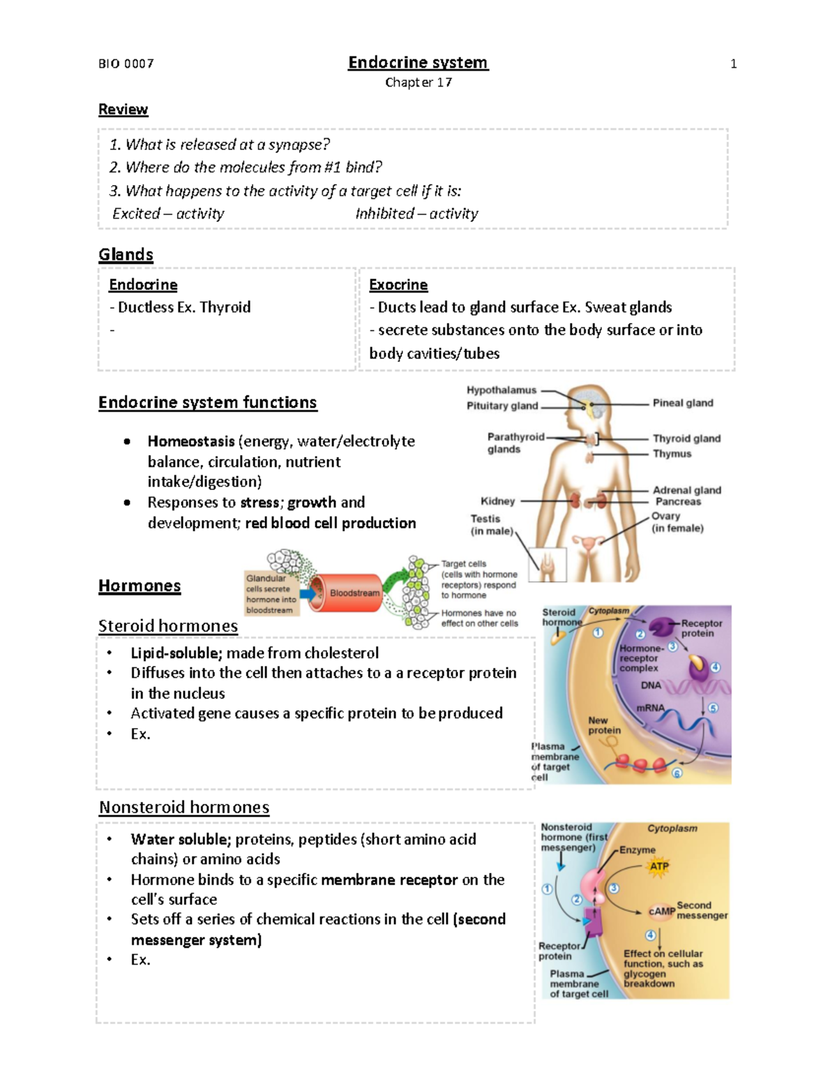 7 Endocrine Ch17 - Lecture notes 7 - Chapter 17 Review Glands Endocrine ...