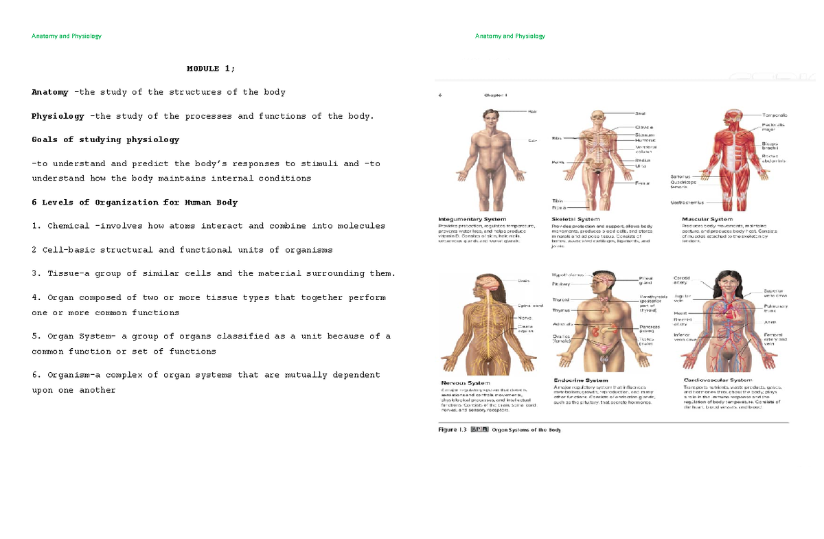 Anaphy - Anatomy and Physiology Anatomy and Physiology MODULE 1; Anatomy -the study of the - Studocu