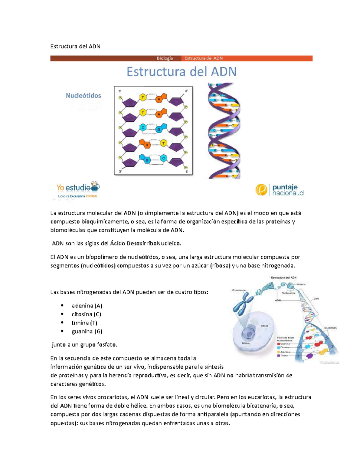 Estructura del ADN - ADN - Estructura del ADN La estructura molecular del ADN (o simplemente la ...