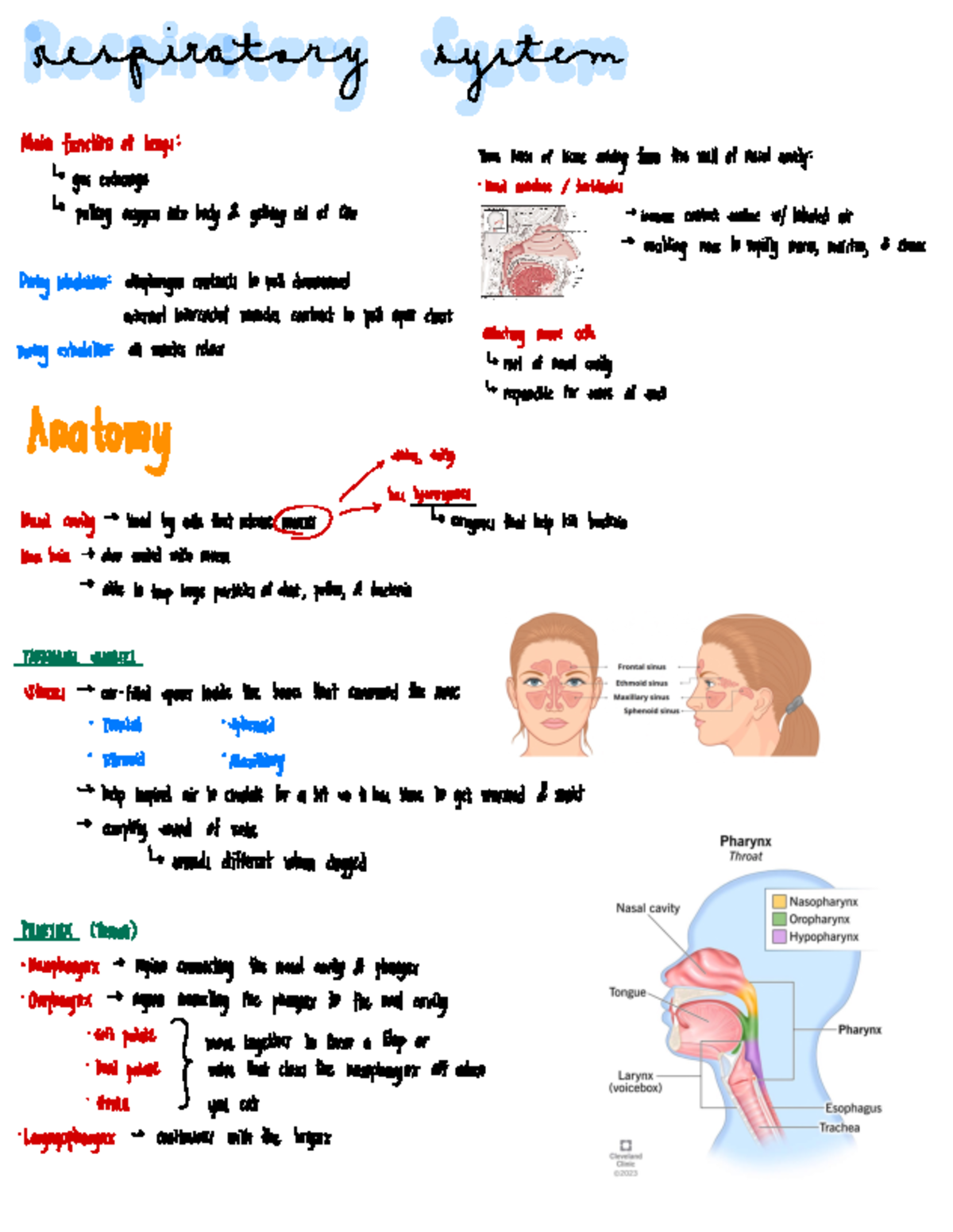 Respiratory System (Anaphy) - respiratory system Main function oflungs ...