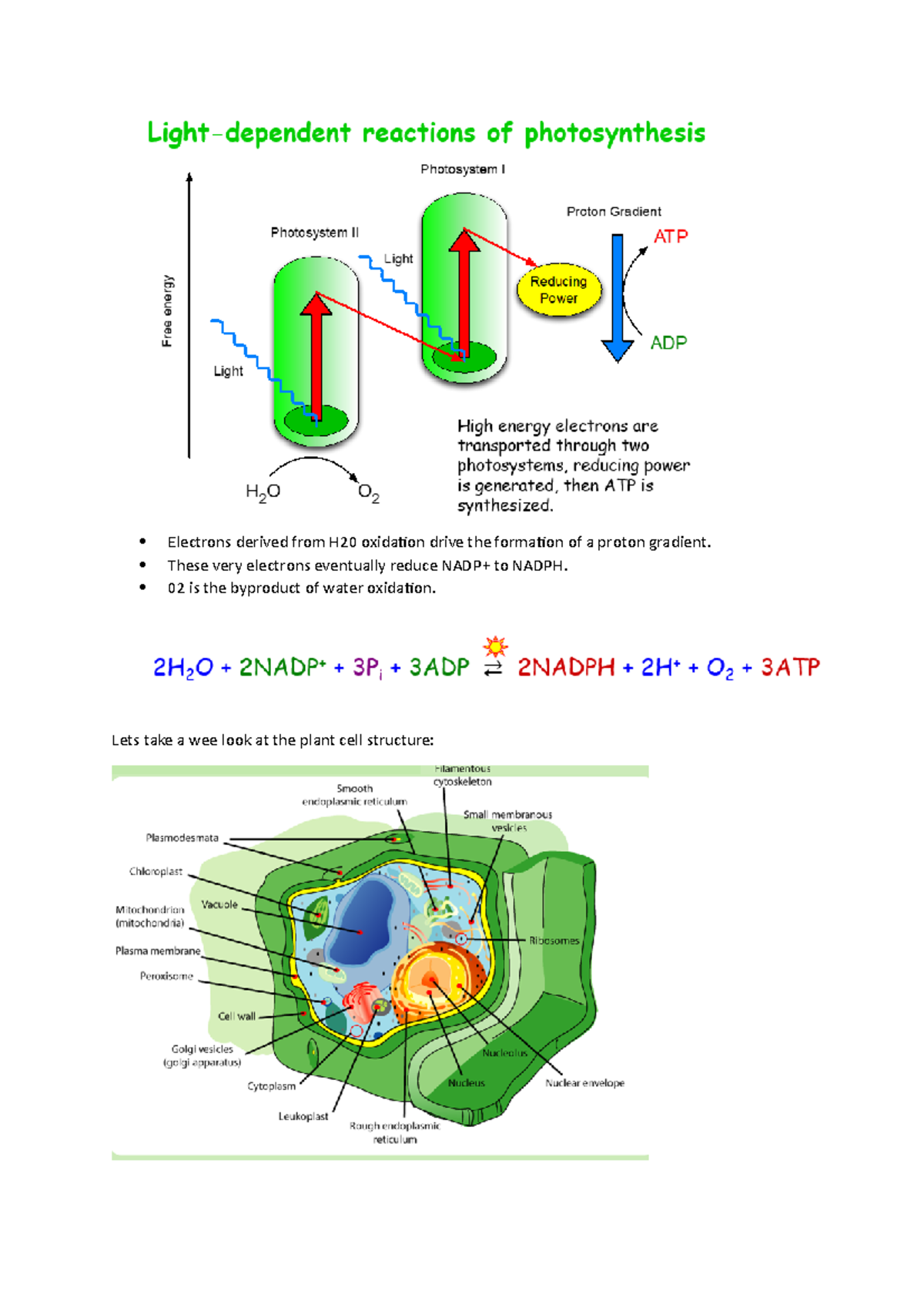 Biochemistry year 1 lecture notes - Electrons derived from H20 ...