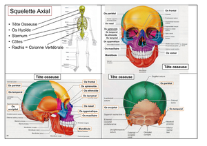 Ostéologie du corps P2 - osteologie - Ostéologie du corps humain ...