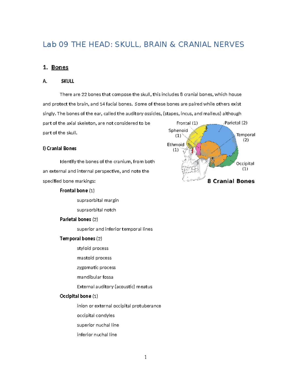 Lab 09 - Skull and brain - lab 9 handout - Lab 09 THE HEAD: SKULL ...