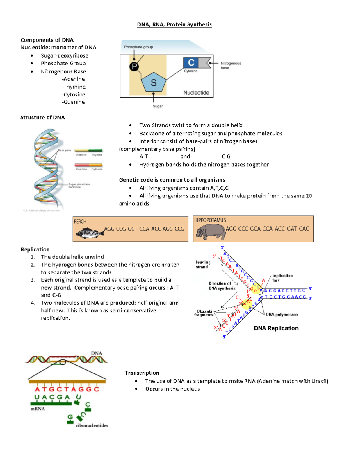 Eoc review dna rna proteins - DNA, RNA, Protein Synthesis Components of ...