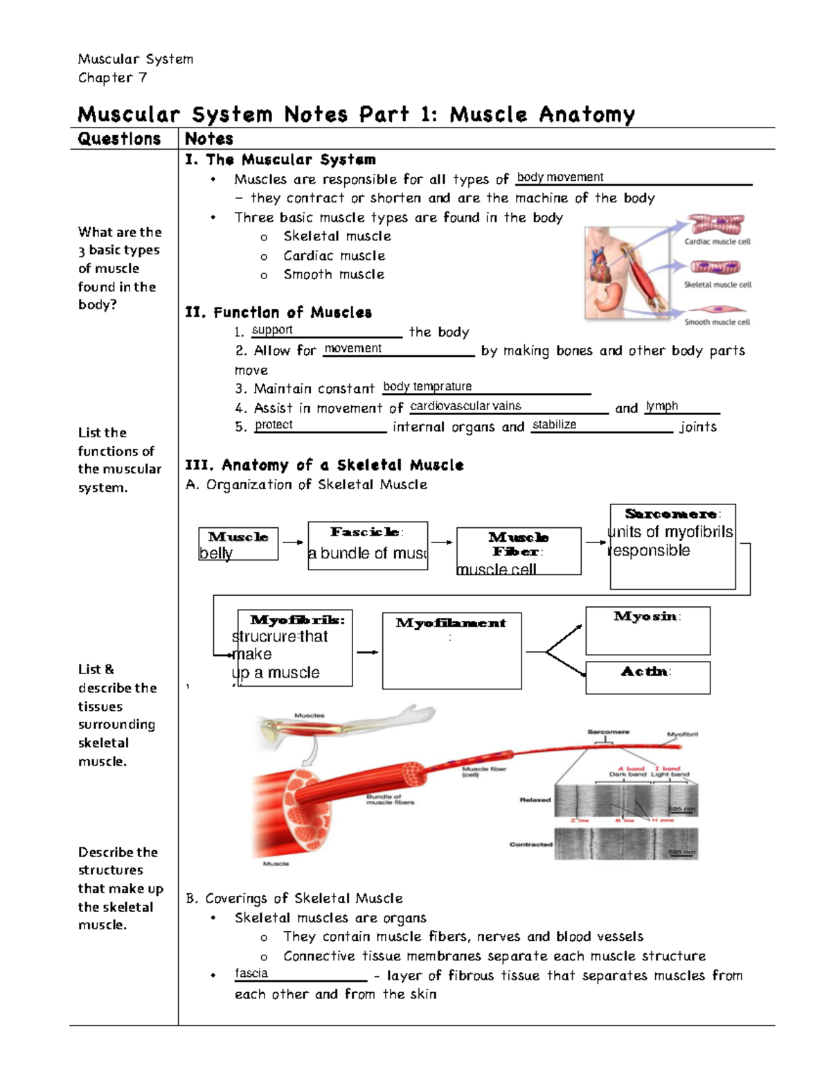 Muscular systme notes fillable PART 1 - Muscular System Chapter 7 ...