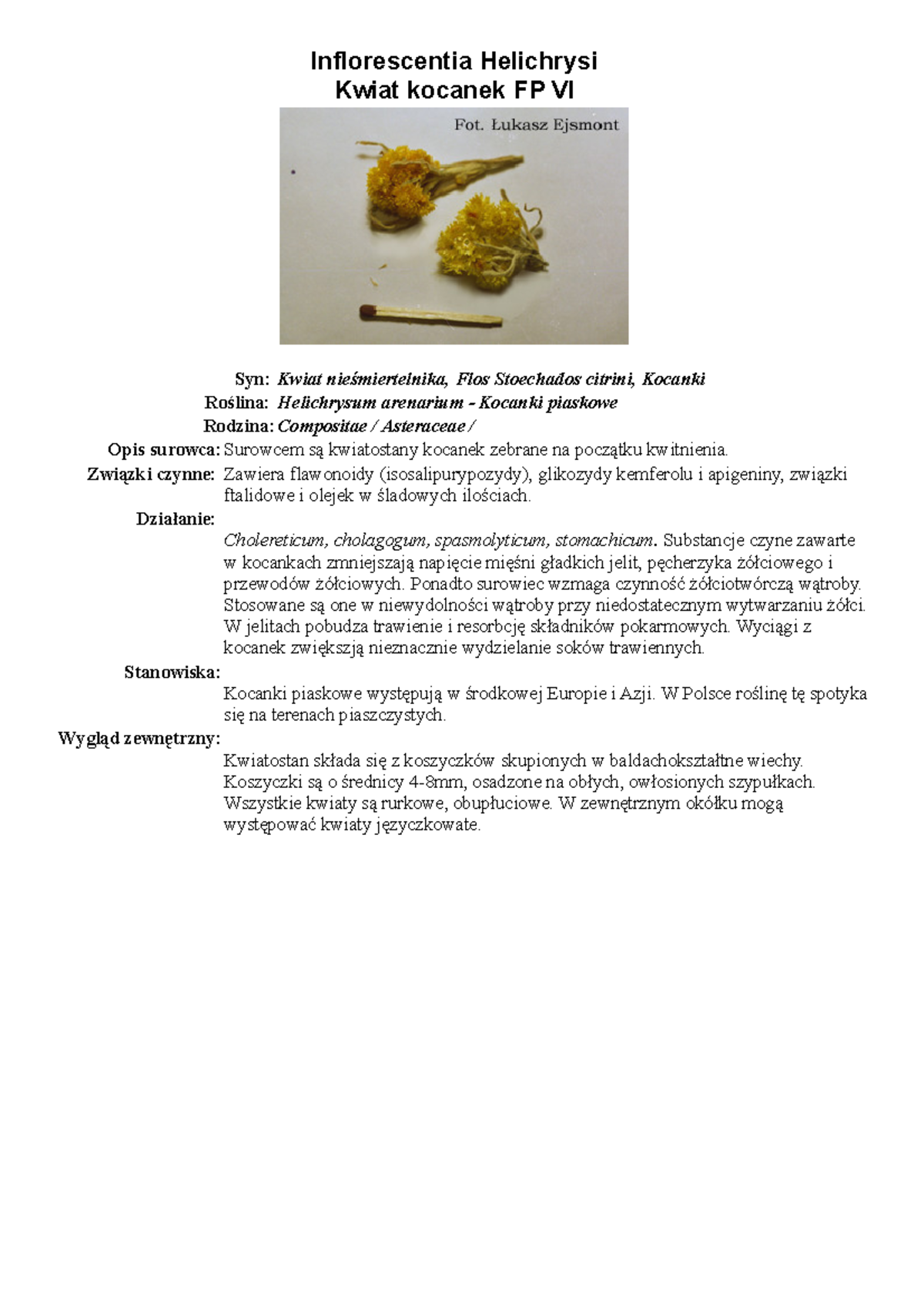 Inflorescentia Helichrysi - Inflorescentia Helichrysi Kwiat kocanek FP ...