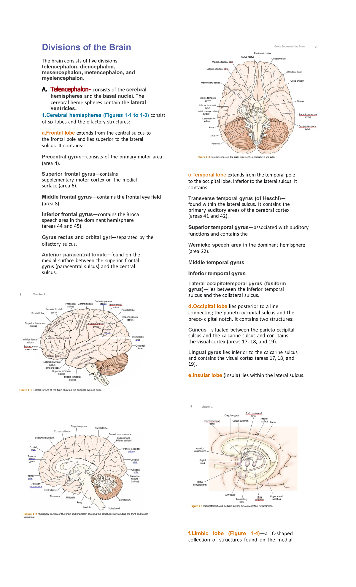 Brain- Notes - Divisions of the Brain The brain consists of five ...