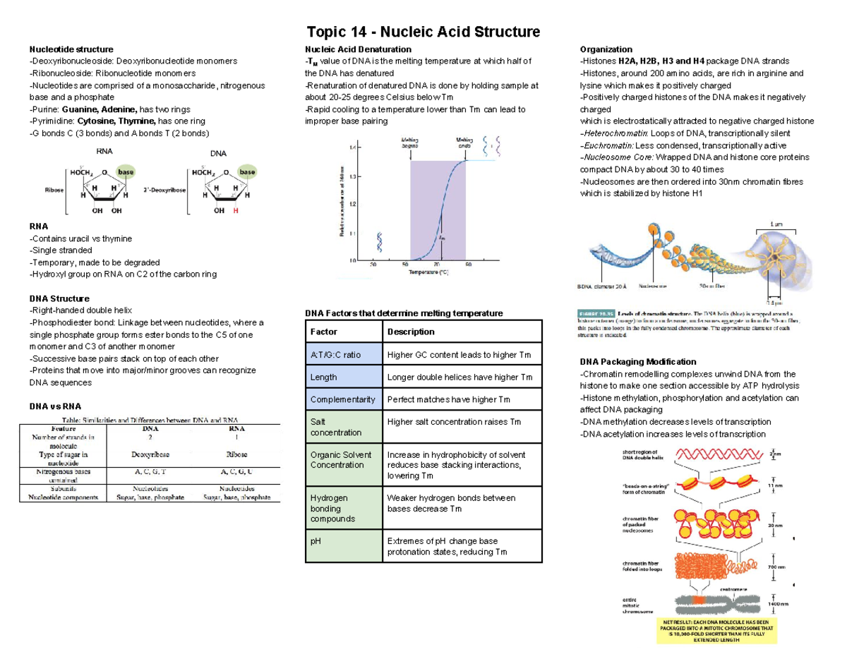 Biochem Cheat Sheet 14 - Topic 14 - Nucleic Acid Structure Nucleotide ...