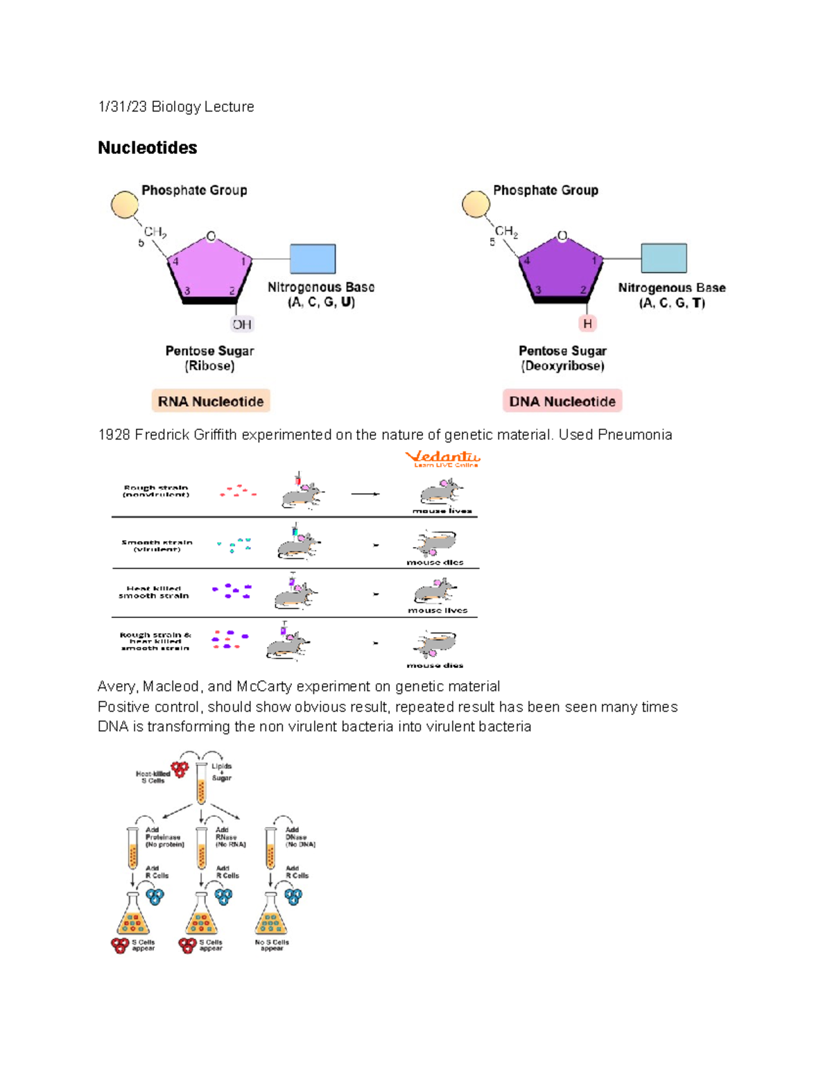1 31 23 Biology Lecture - Molecules and cells - 1/31/23 Biology Lecture ...