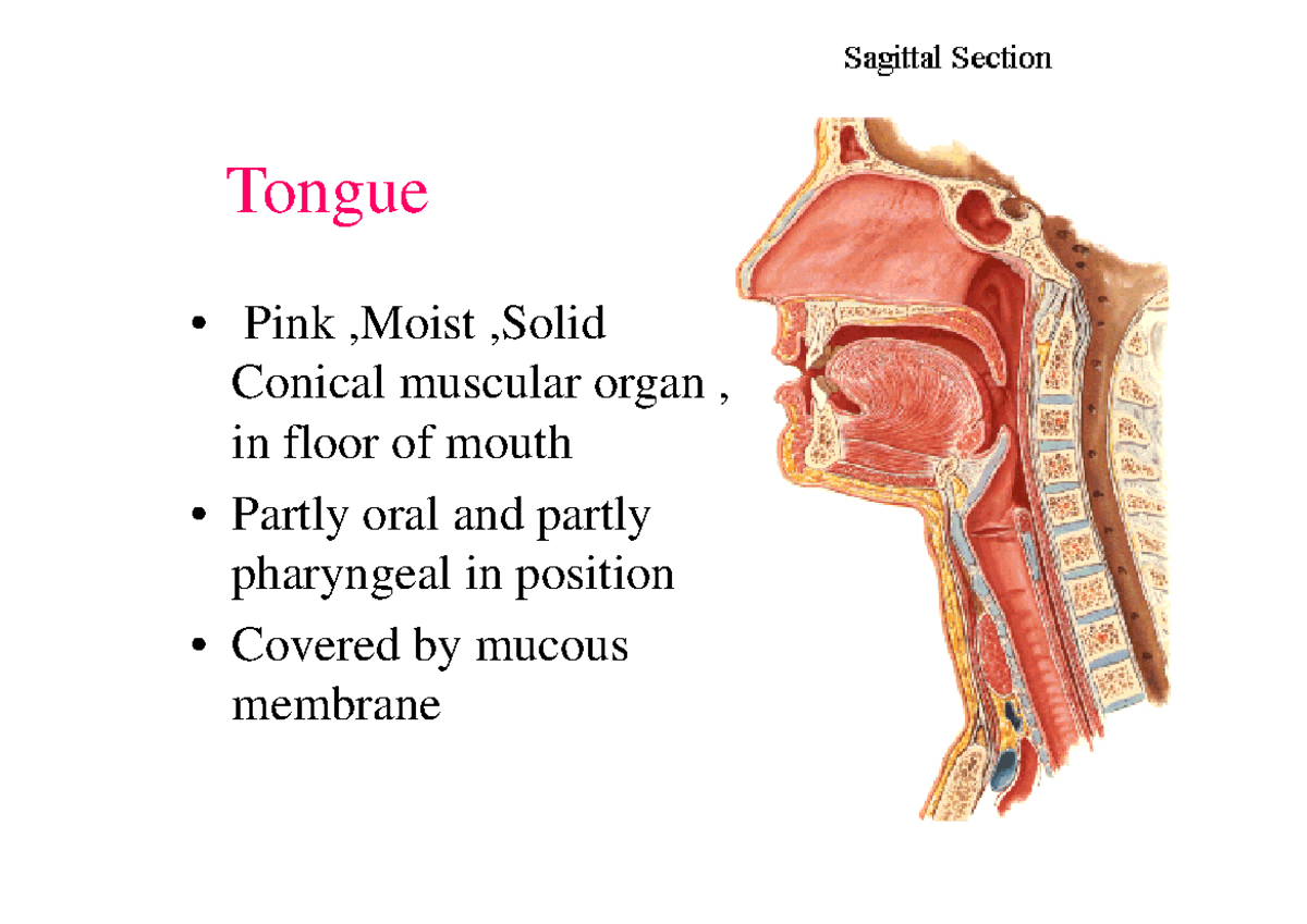 Parts,structure,function of tongue - Tongue • Pink ,Moist ,SolidConical ...