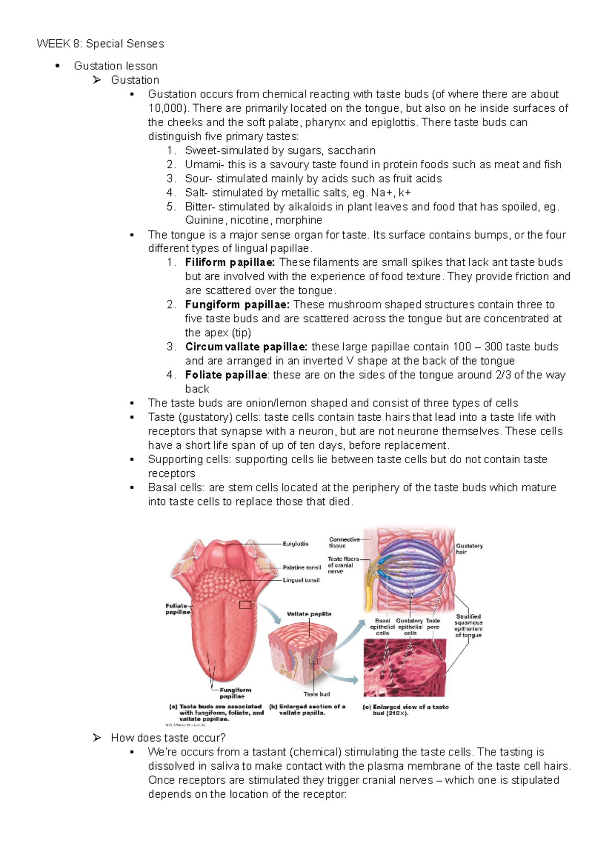 Week 8-Special senses - Lecture notes Week 8 - WEEK 8: Special Senses ...
