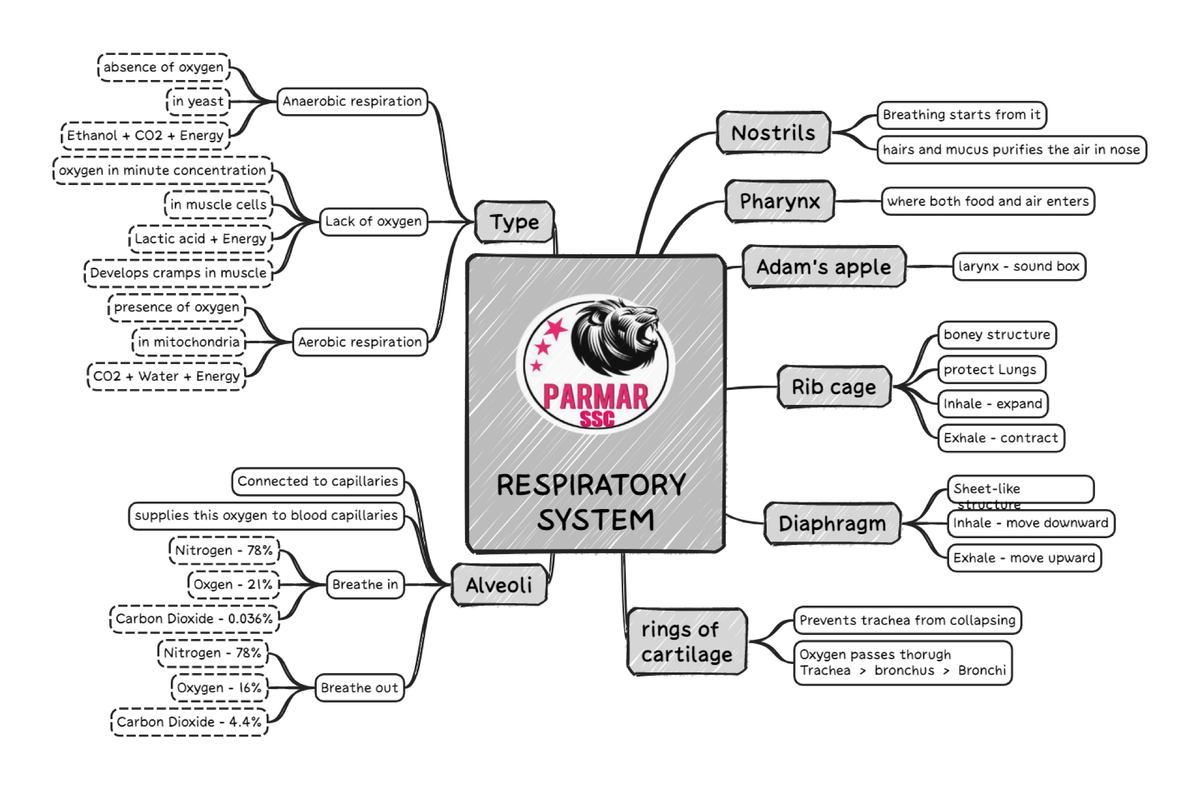 10. Respiratory System Printable FRB - Bachelor of computer application ...