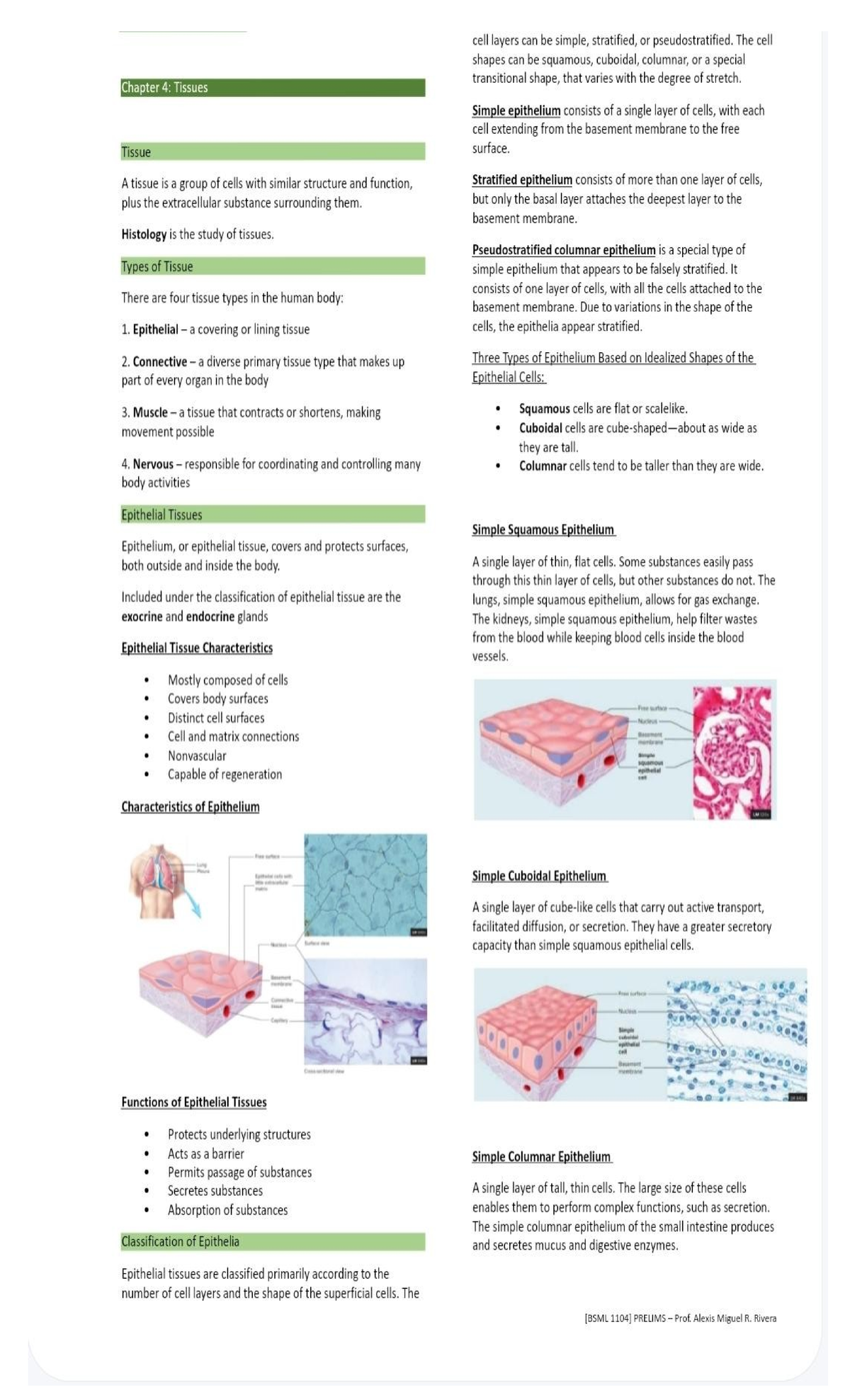 Anaphy Tissues - Kdkd - cell layers can be simple, stratified, or pseudostratified. The cell ...