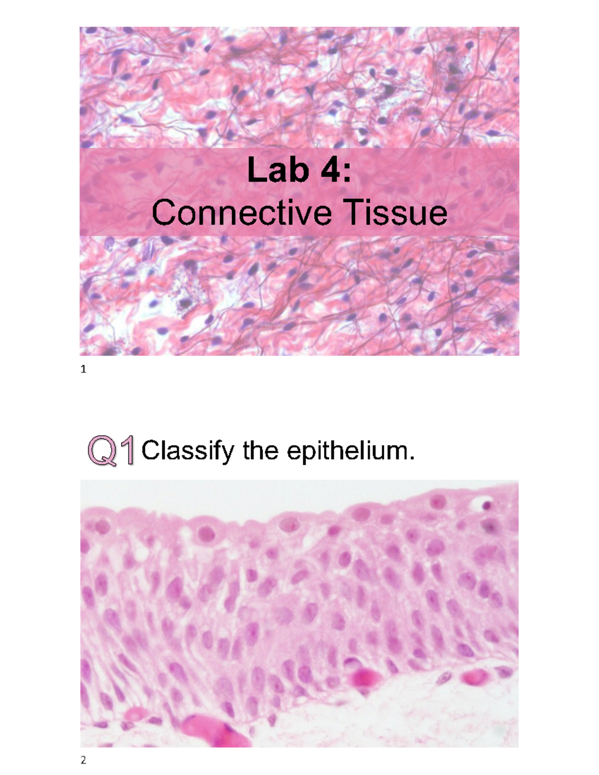 Lab 4 - Connective Tissue - Lab 4: Connective Tissue 1 Classify the ...