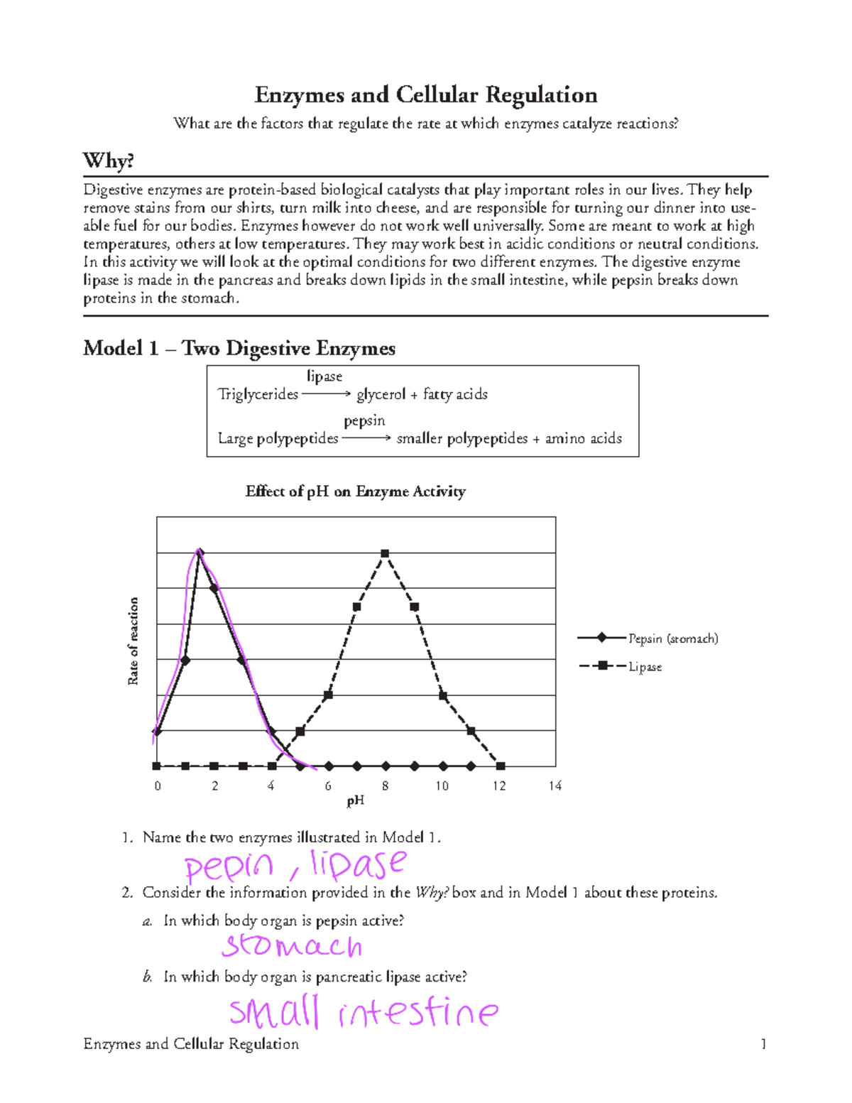 Activity 6 Metabolism - bio - Enzymes and Cellular Regulation 1 Enzymes ...