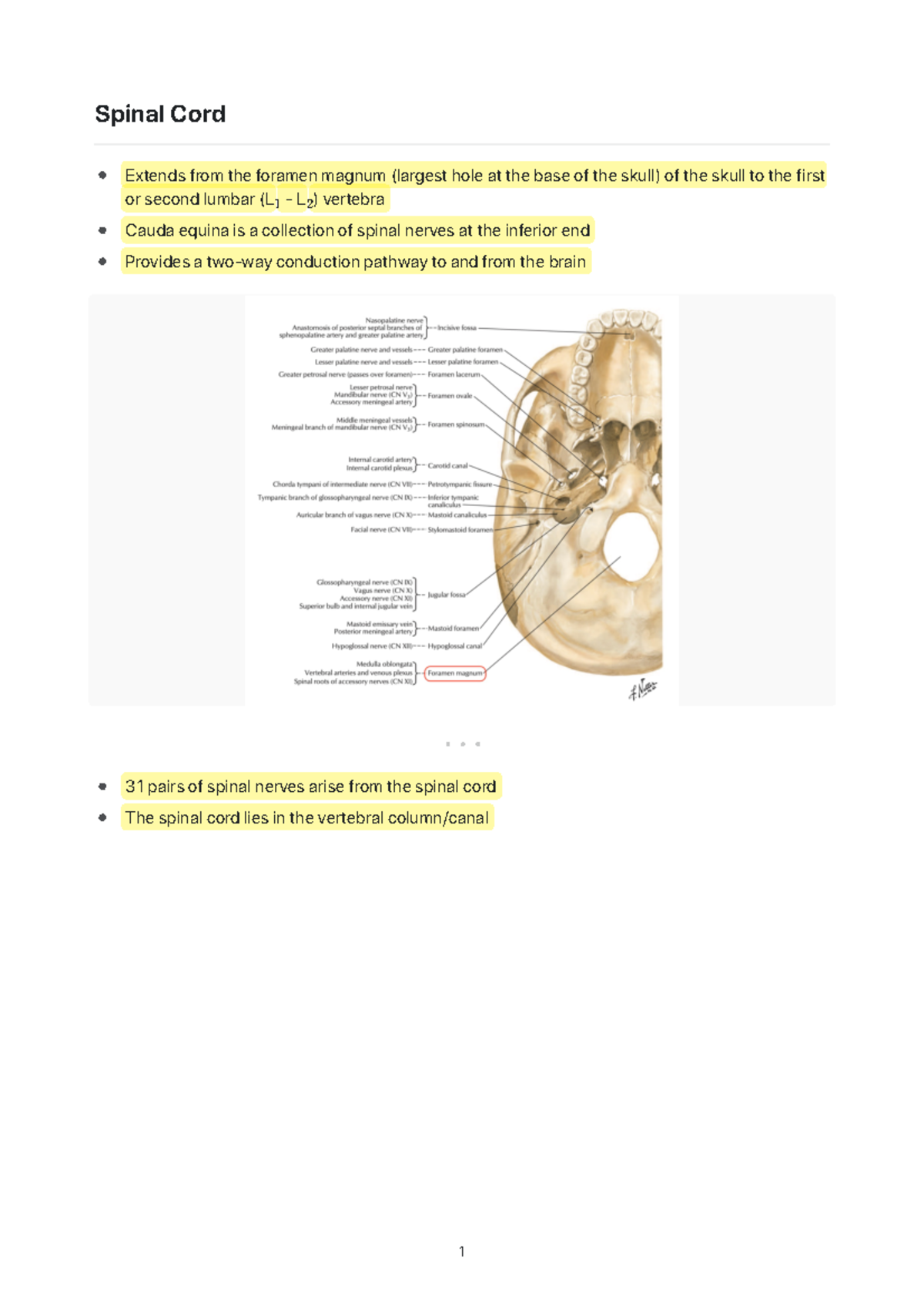 Spinal Cord - Studocu