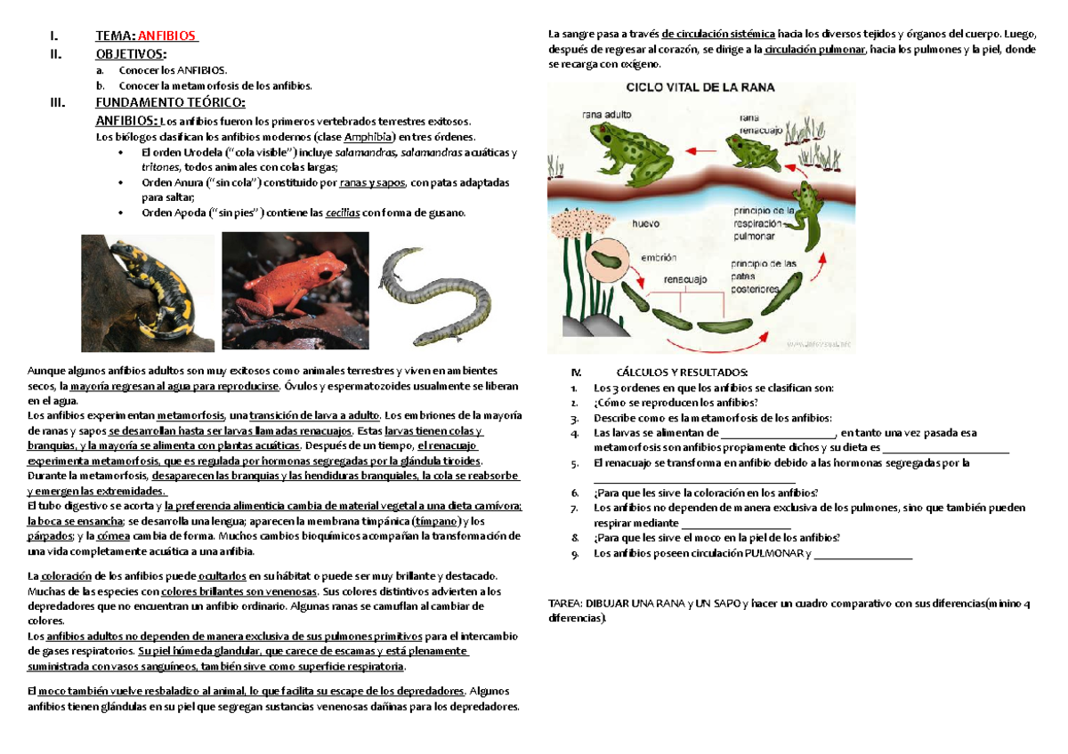 Anfibios S30 - I. TEMA: ANFIBIOS II. OBJETIVOS: a. Conocer los ANFIBIOS ...