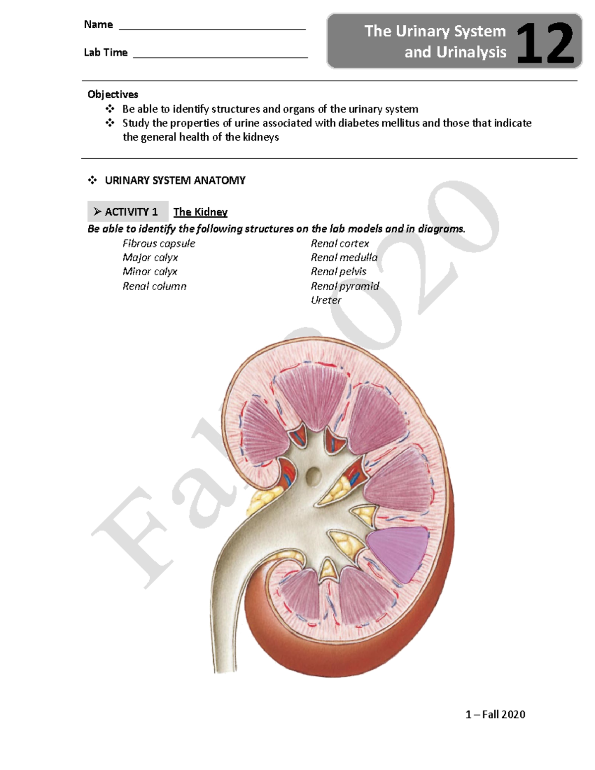 Lab 12 - Urinary System (F20) - Name ...
