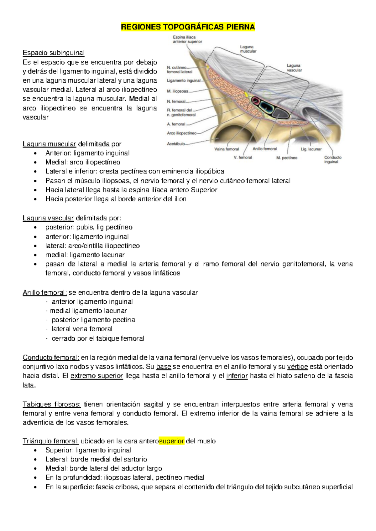 Regiones Topográficas Pierna - REGIONES TOPOGRÁFICAS PIERNA Espacio ...