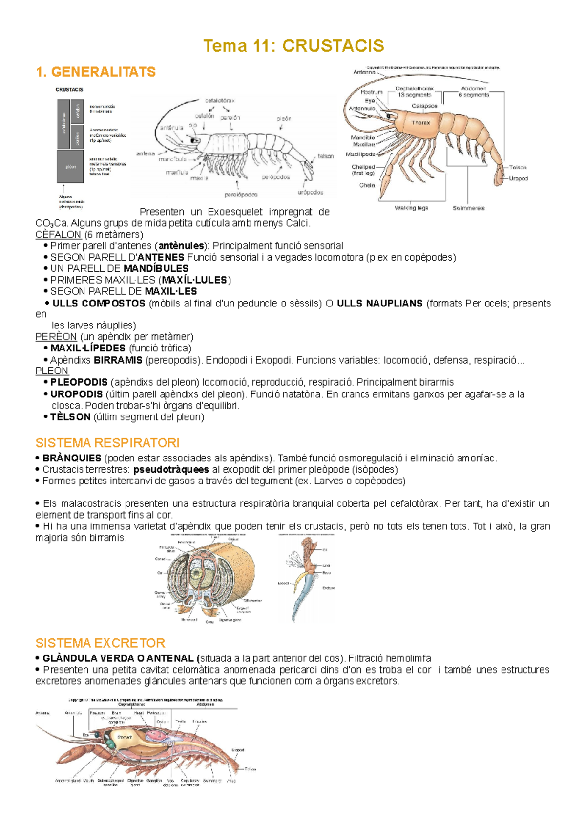 Tema 11 Crustacis - Apunts - Tema 11: CRUSTACIS 1. GENERALITATS ...