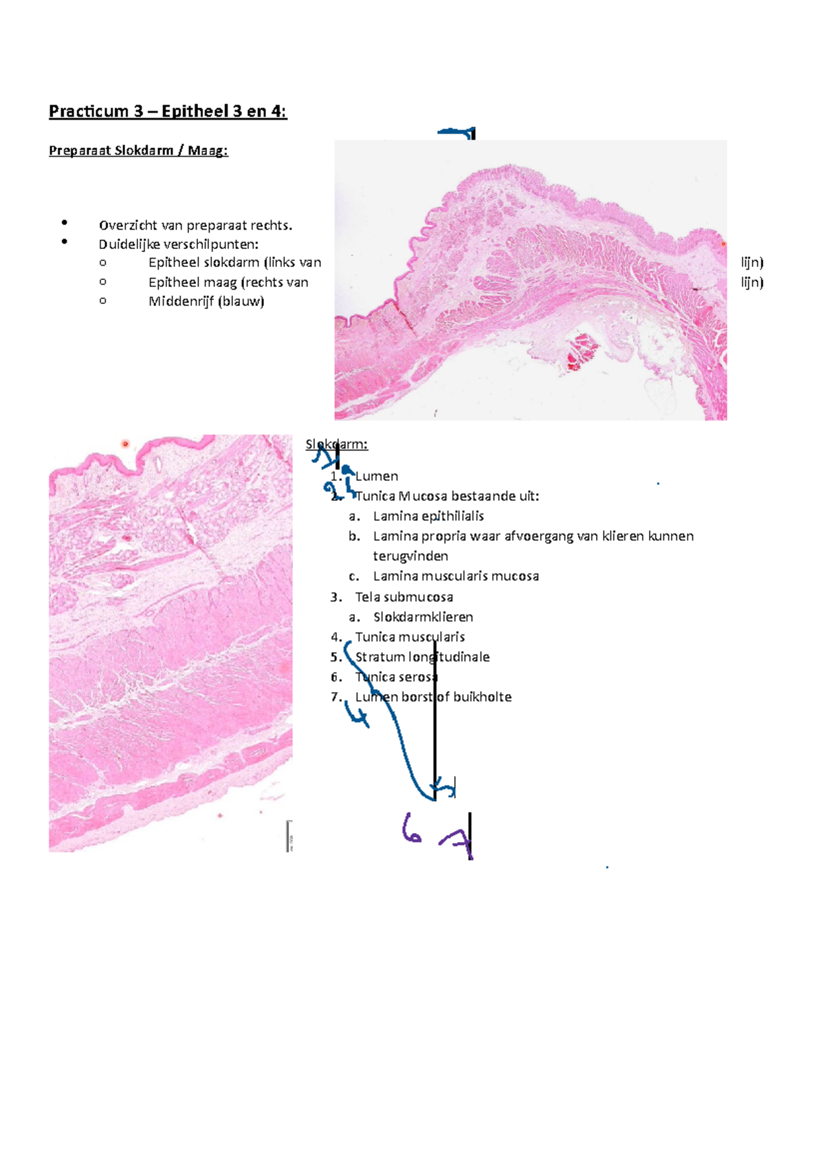 Voorbereiding Practicum Epitheel 3 - Practicum 3 – Epitheel 3 en 4 ...
