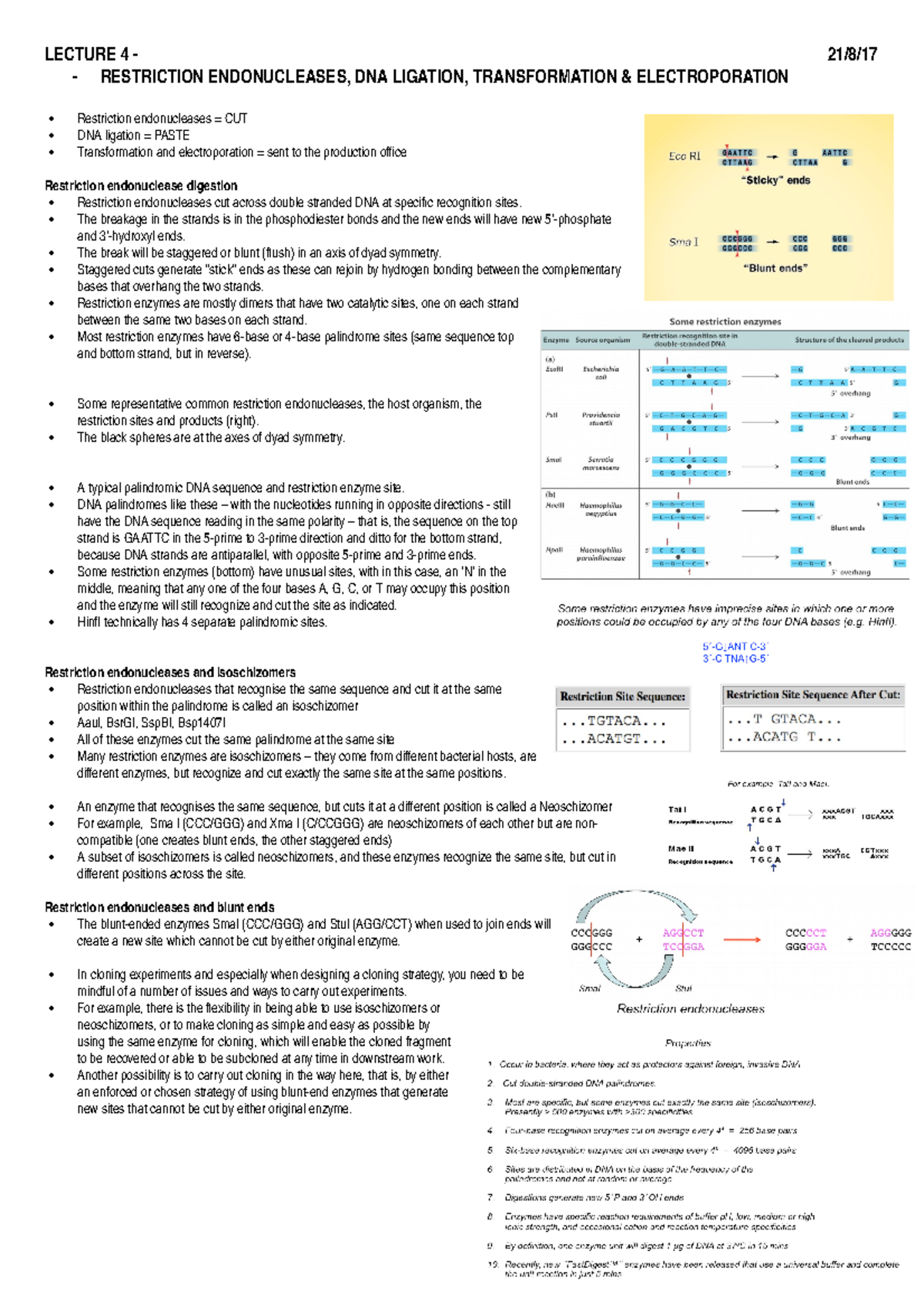 Lecture 4 MB1 - LECTURE 4 - RESTRICTION ENDONUCLEASES, DNA LIGATION, TRANSFORMATION & - Studocu