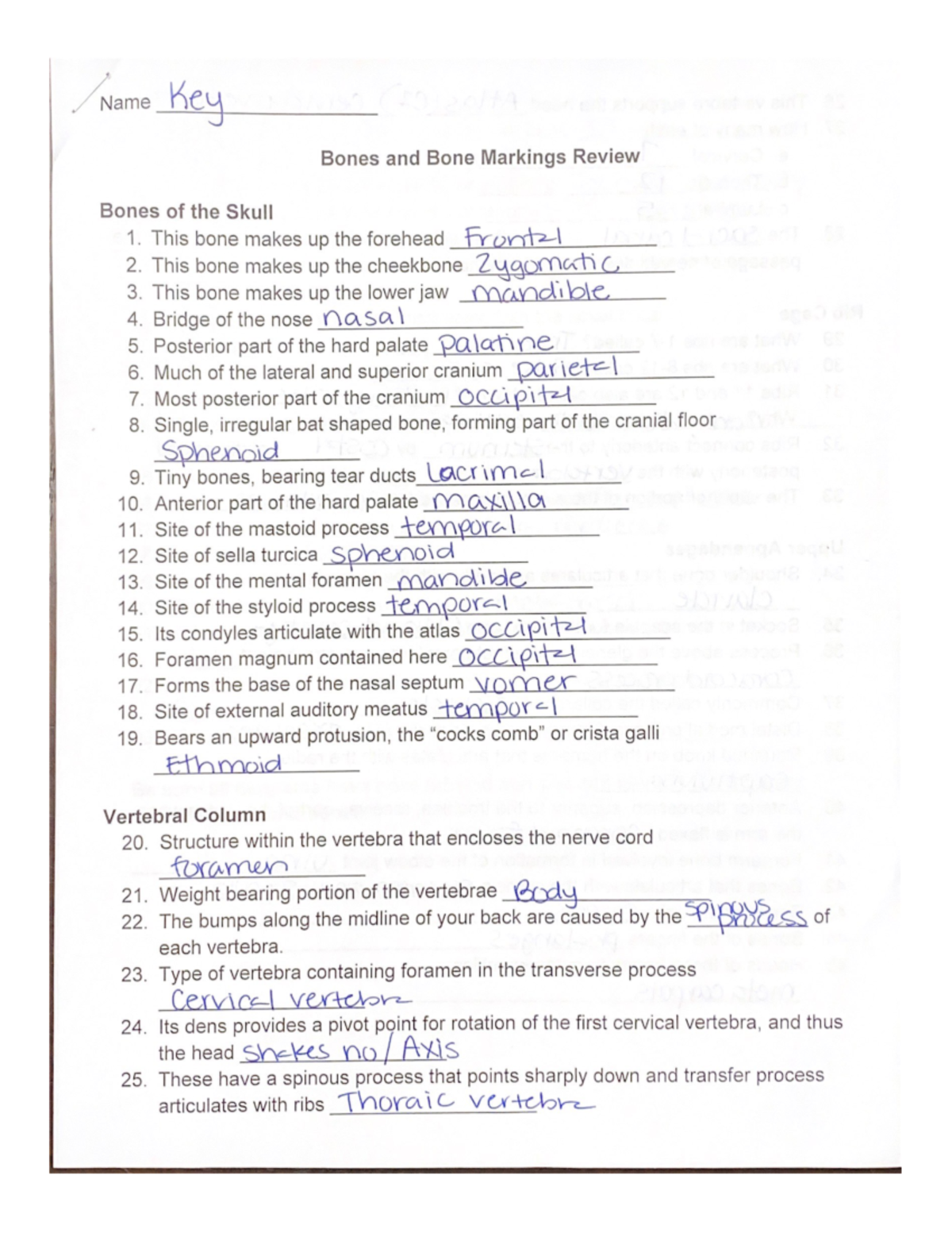 Bone Identification Review KEY - Studocu
