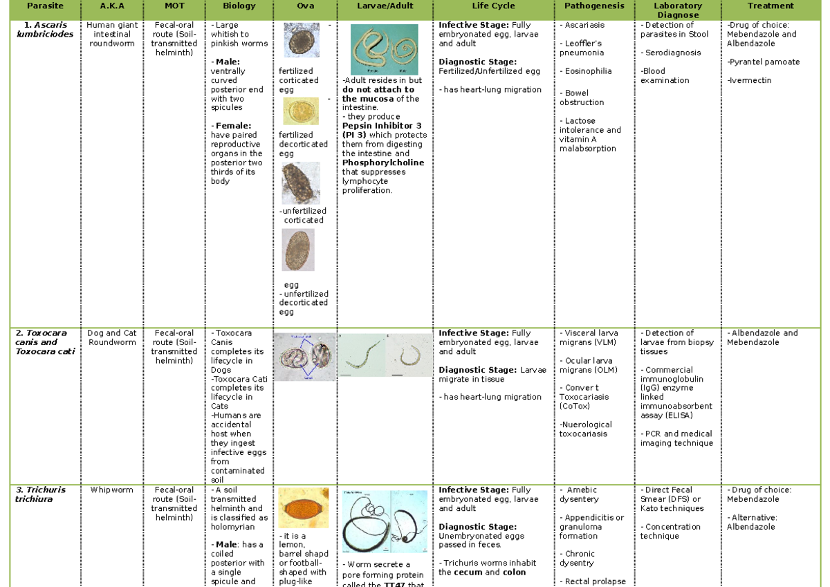 Parasite (intestinal nematodes) - INTESTINAL NEMATODES BY: CLEMENT ...