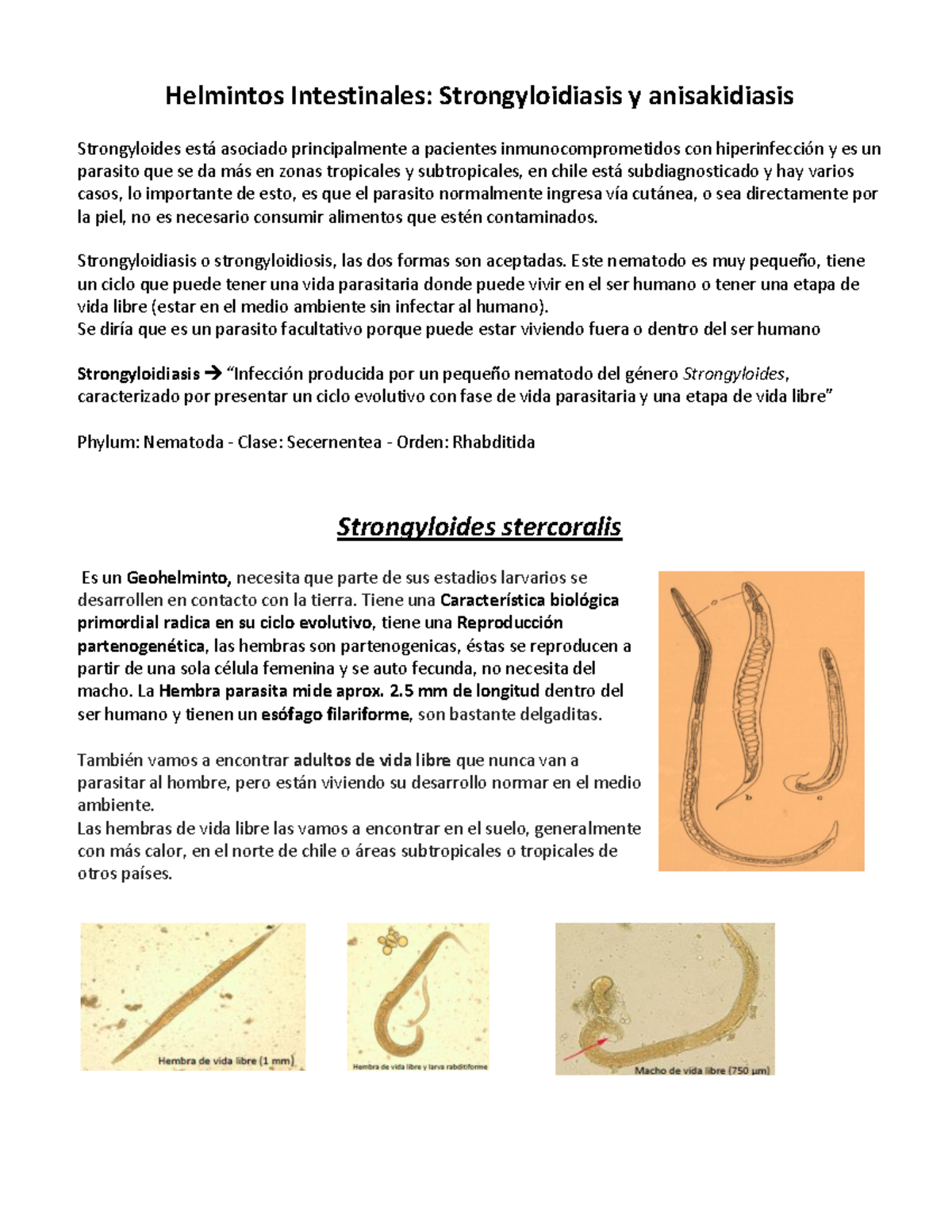 PRST 111 Clase 16 Strongyloides - Helmintos Intestinales ...