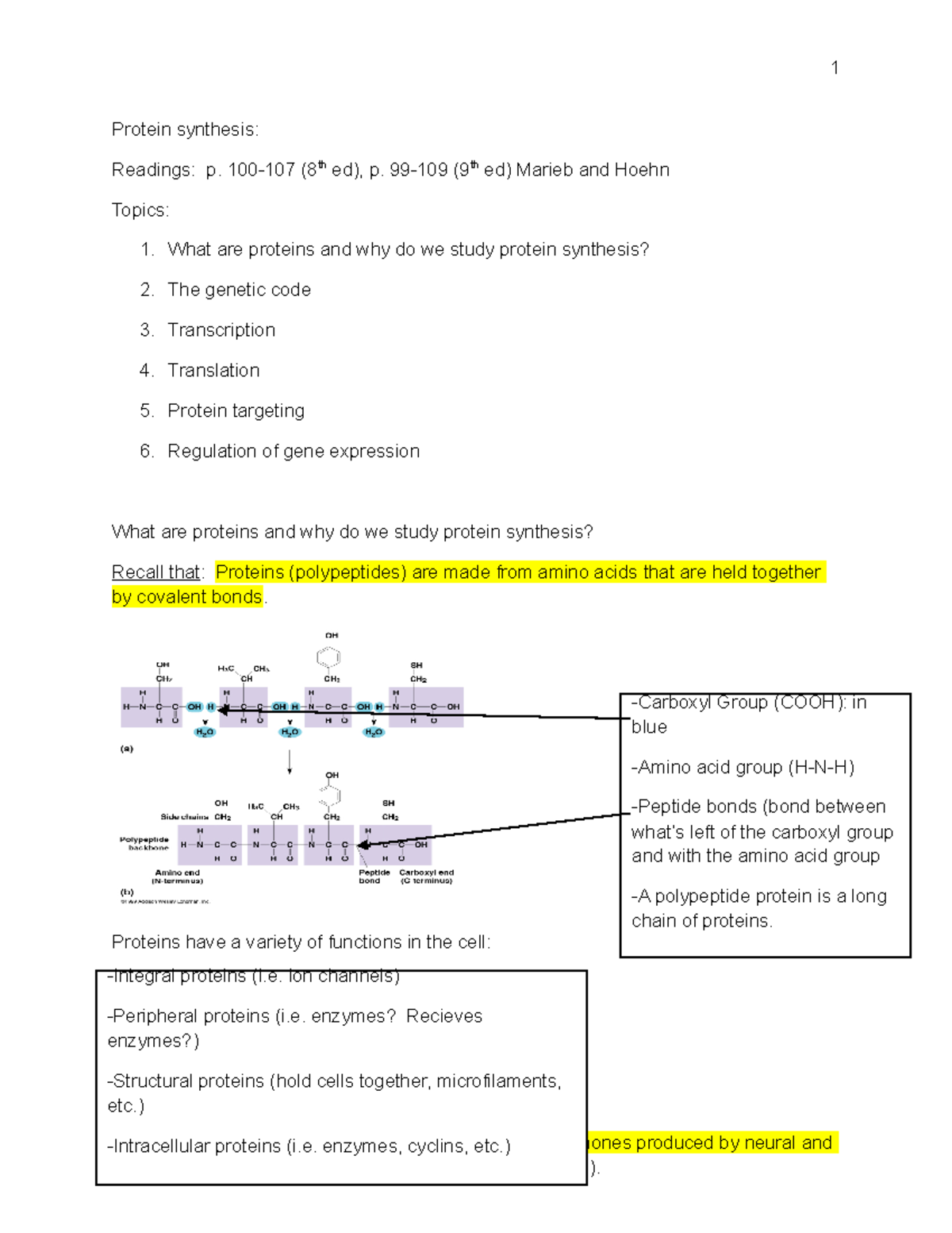 Protein synthesis - Lecture notes 5 - Protein synthesis: Readings: p ...