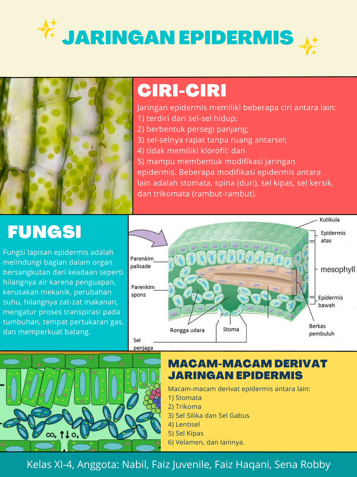 Jaringan Epidermis - JARINGAN EPIDERMIS Kelas XI-4, Anggota: Nabil ...