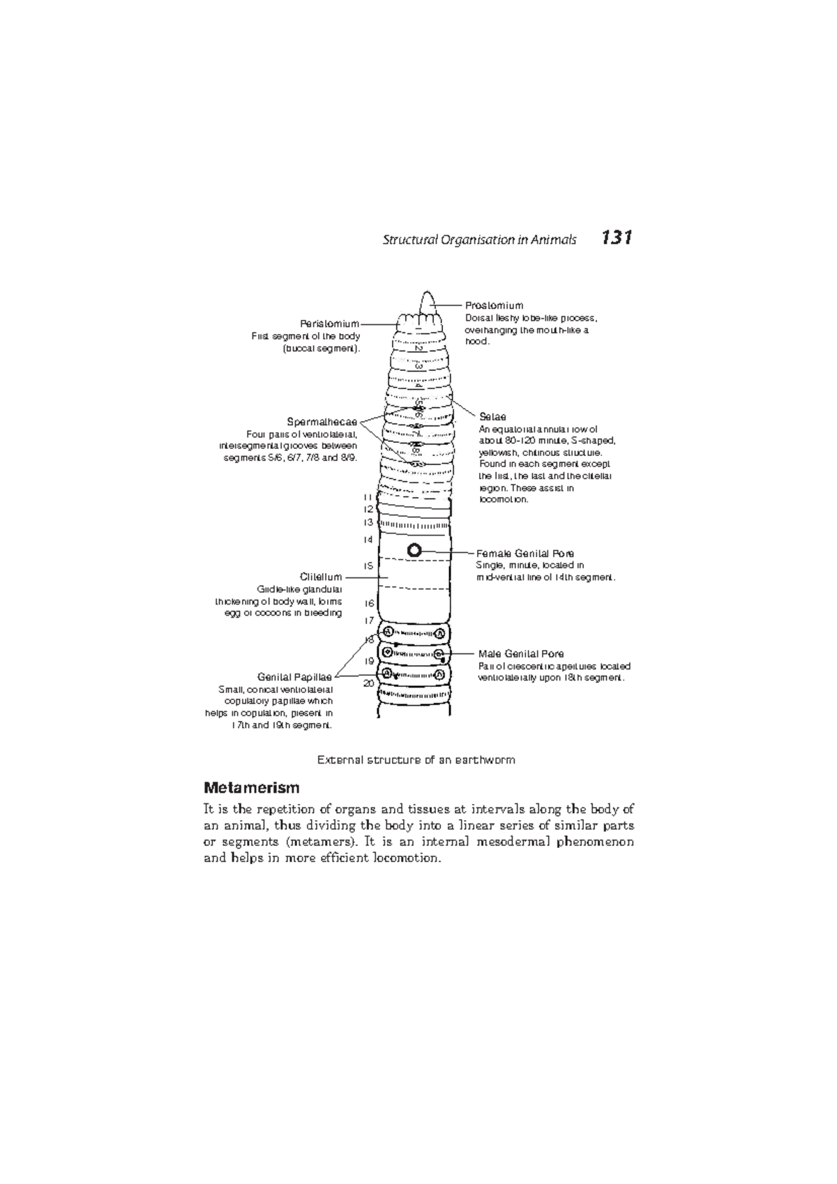Metamerism - Metamerism It is the repetition of organs and tissues at ...
