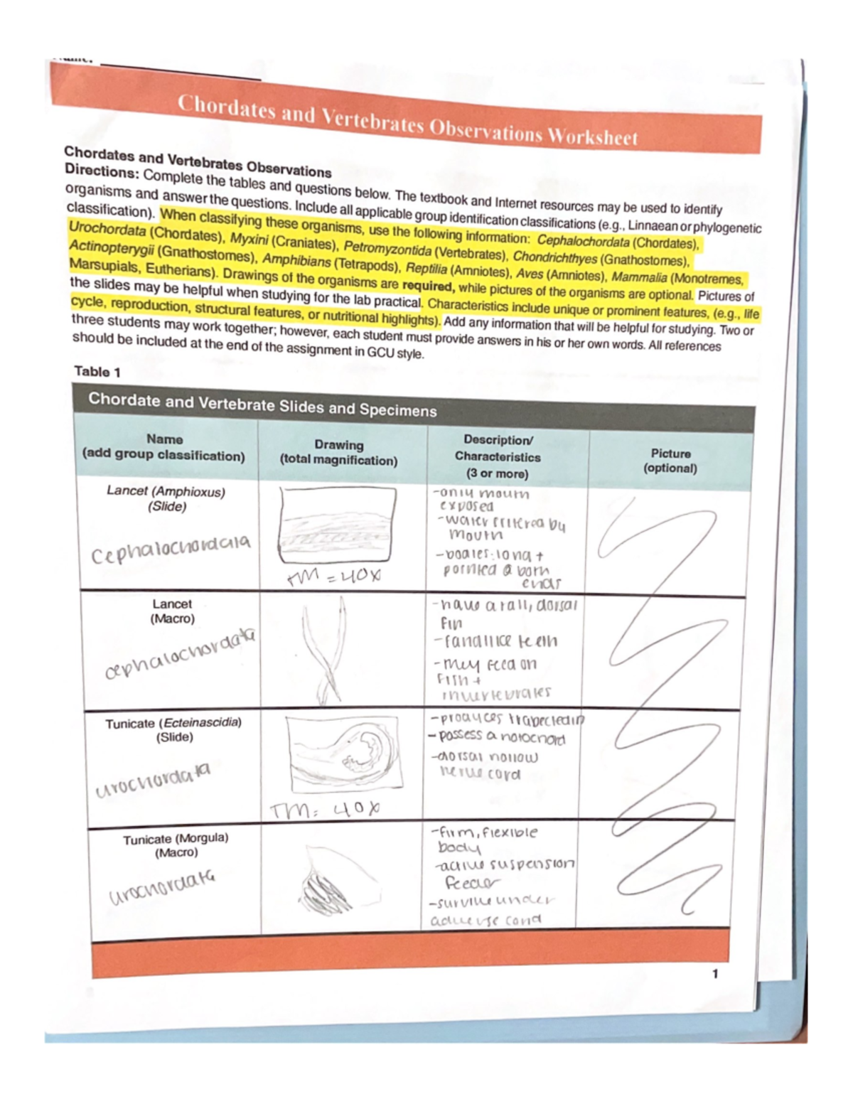 Chordates and Vertebrates Observations Worksheet - BIO-182L - Studocu