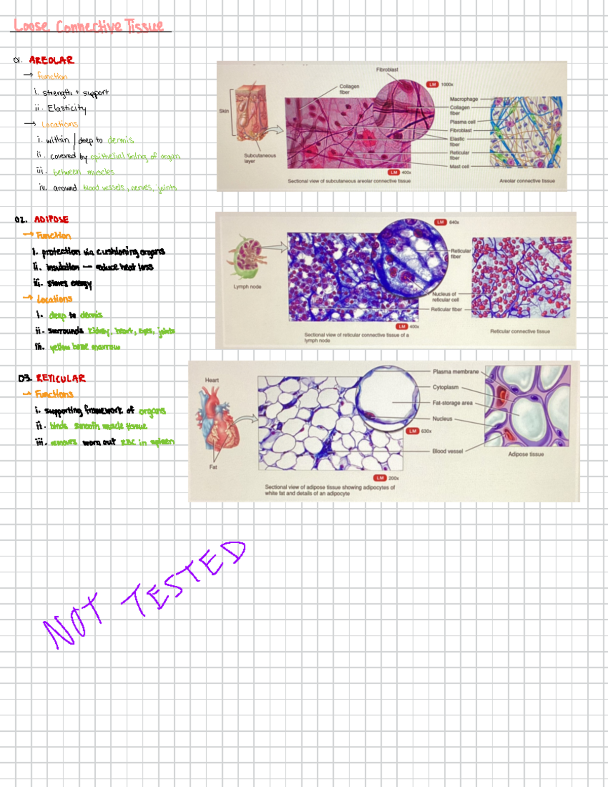 Histology PEP - Filled in Flash Card Notes - Loose Connective Tissue OI ...