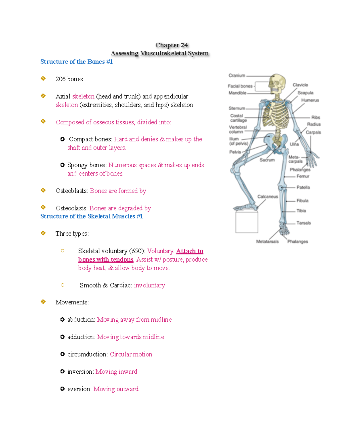Chapter 24 Musculoskeletal (2) Study Guide - Chapter 24 Assessing ...