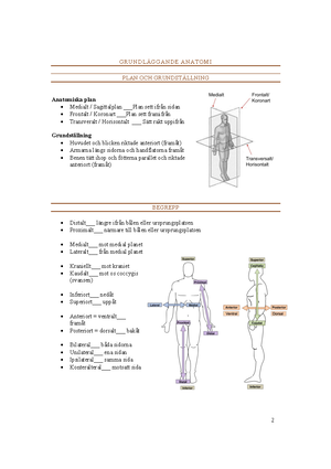 Handens ben - En sammanfattning av anatomi - HANDEN RÖRELSER x Handled ...
